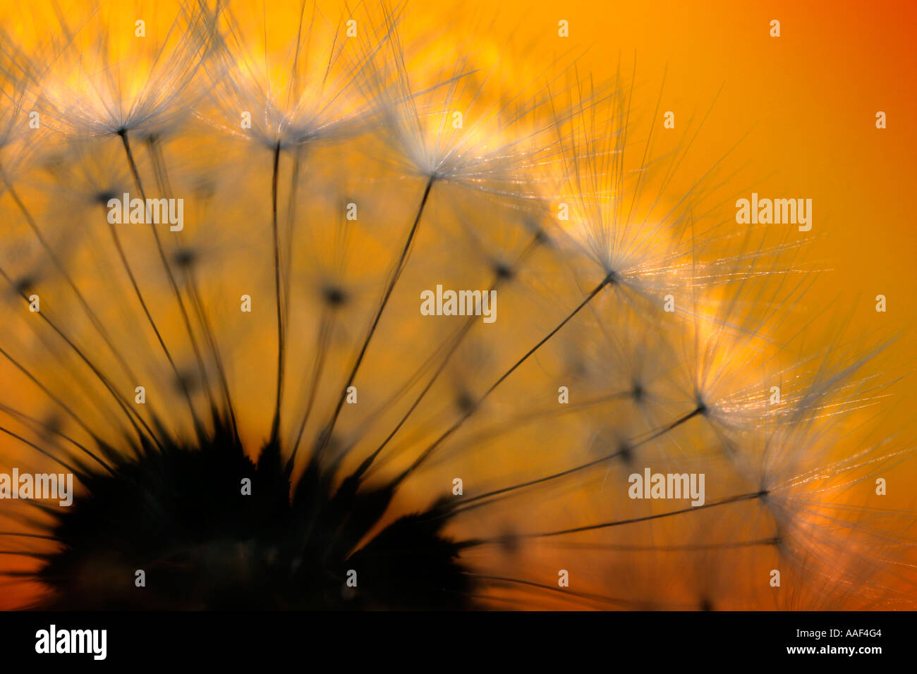Beautiful semicircle pattern of transparency dandelion seeds in orange ...