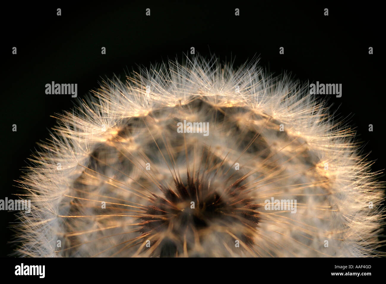 Semicircle pattern hi-res stock photography and images - Alamy