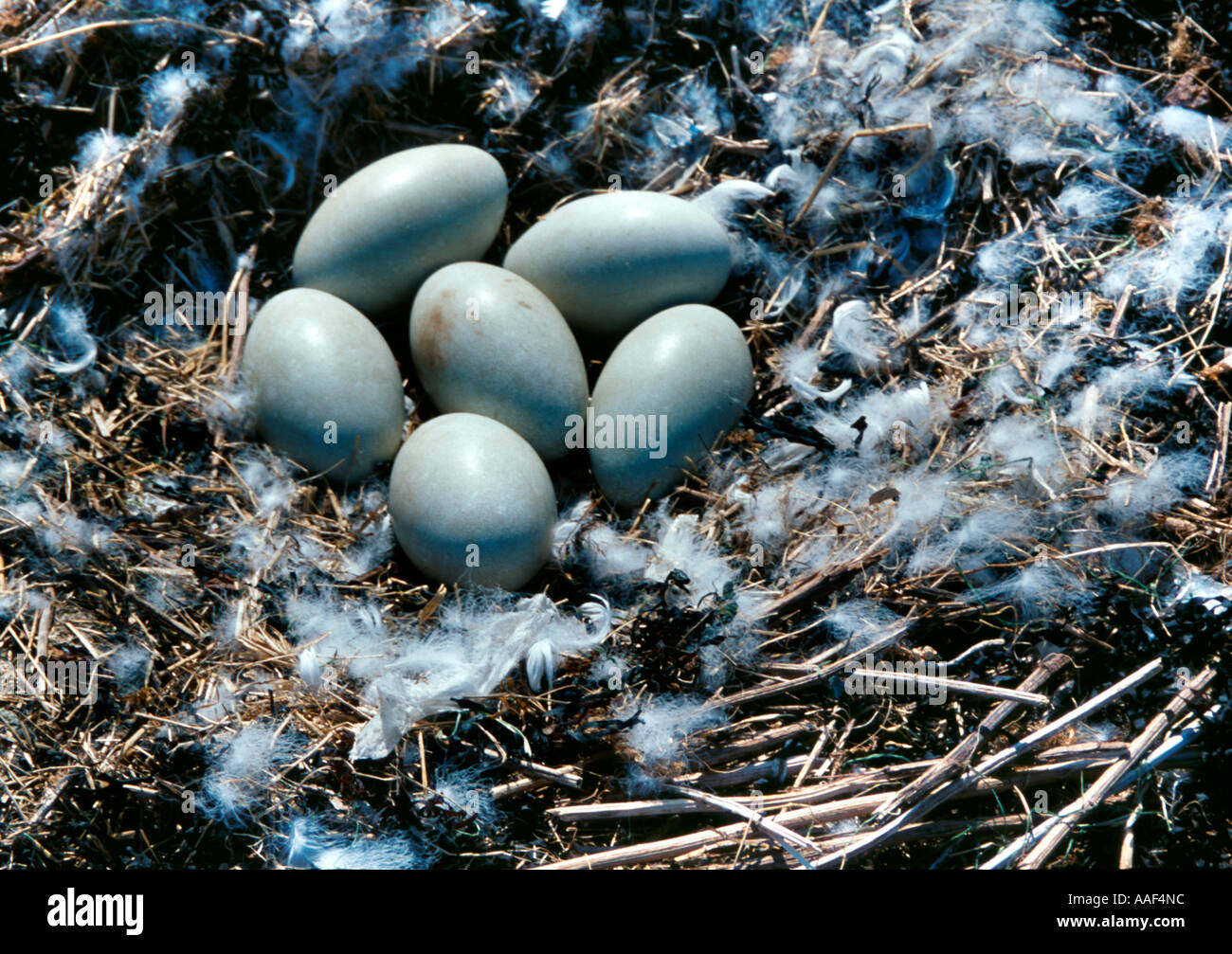 Canada goos hi-res stock photography and images - Alamy