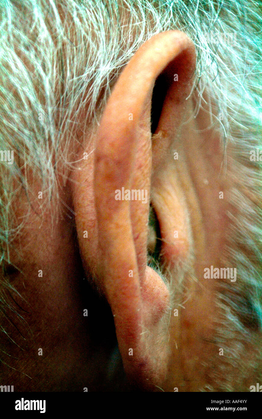 older mans ear Stock Photo - Alamy