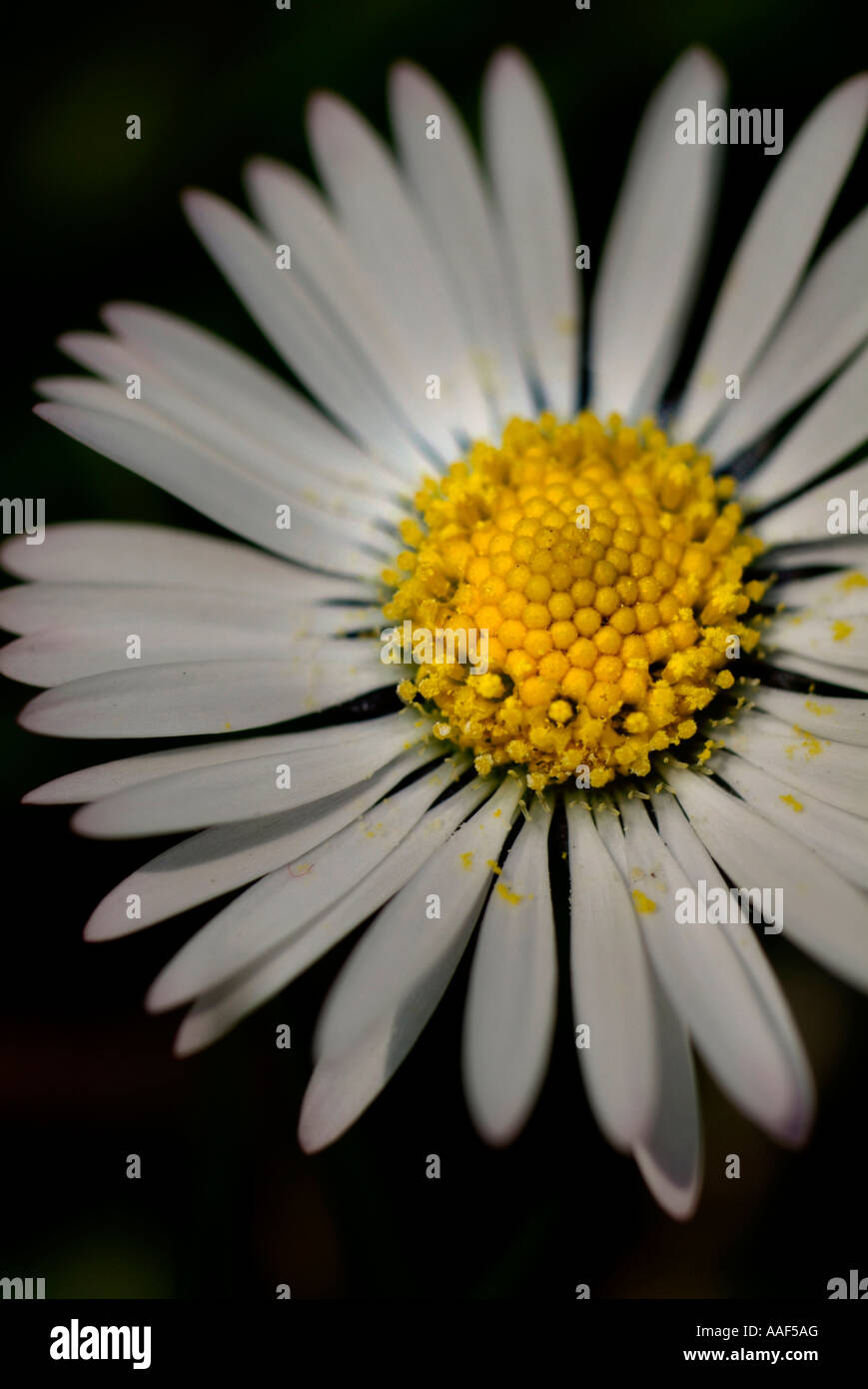 The humble daisy hi-res stock photography and images - Alamy