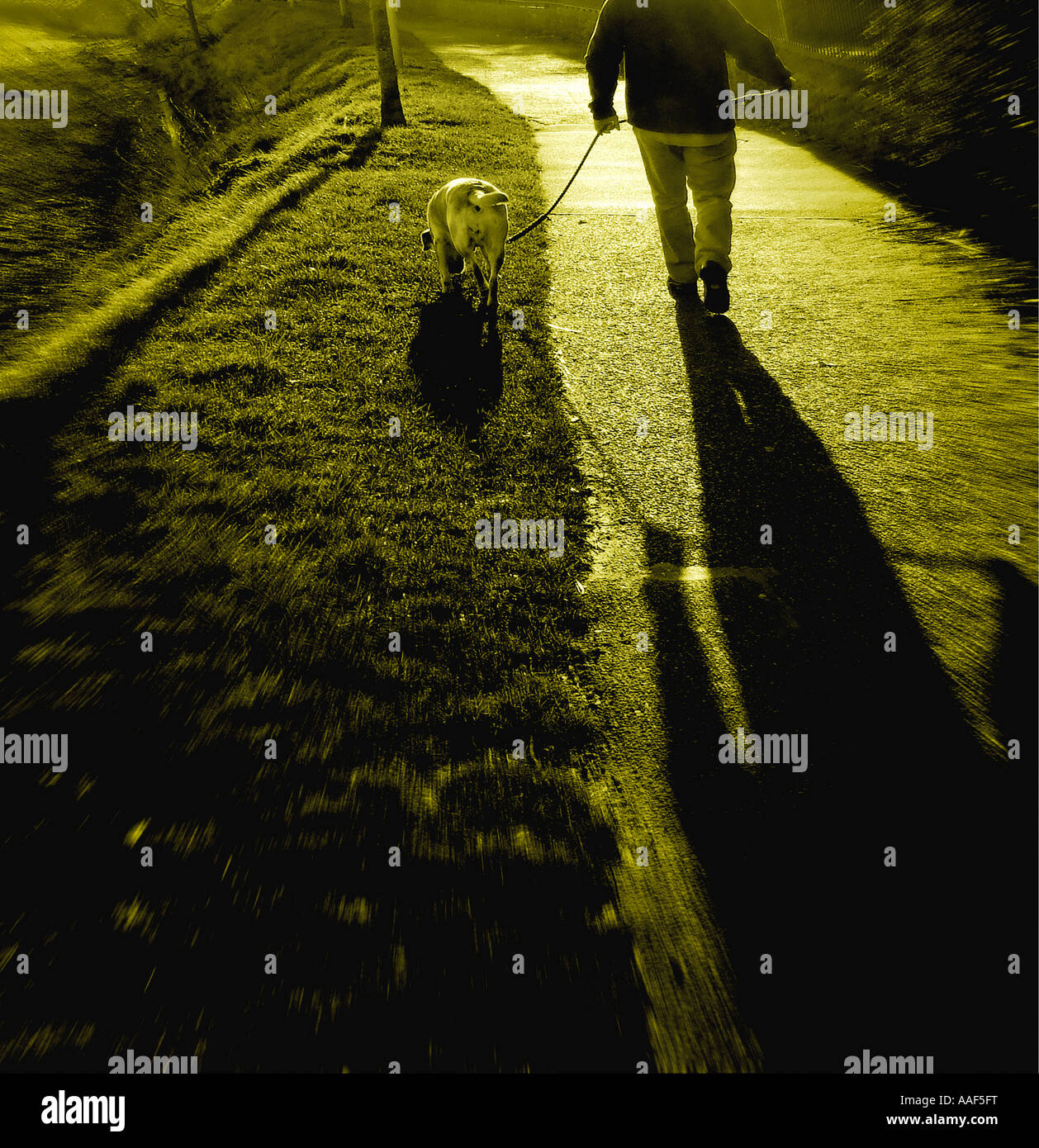 man walking dog Stock Photo - Alamy
