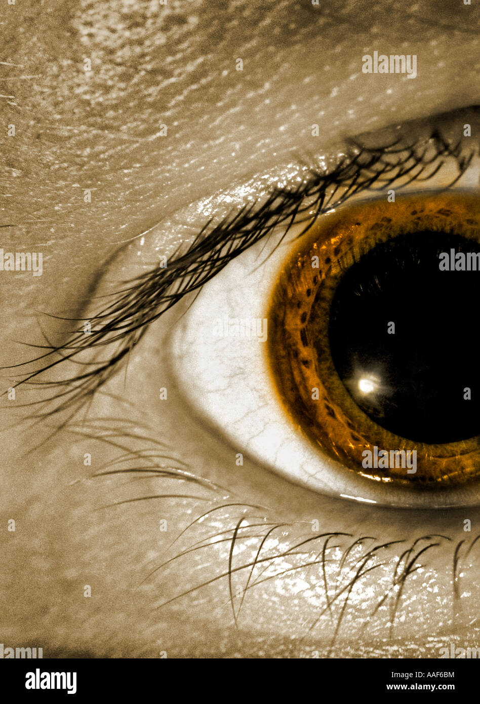 Eye with vertical pupil hi-res stock photography and images - Alamy