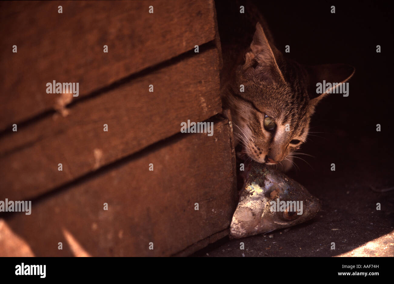 Kitten eating fish hi-res stock photography and images - Alamy