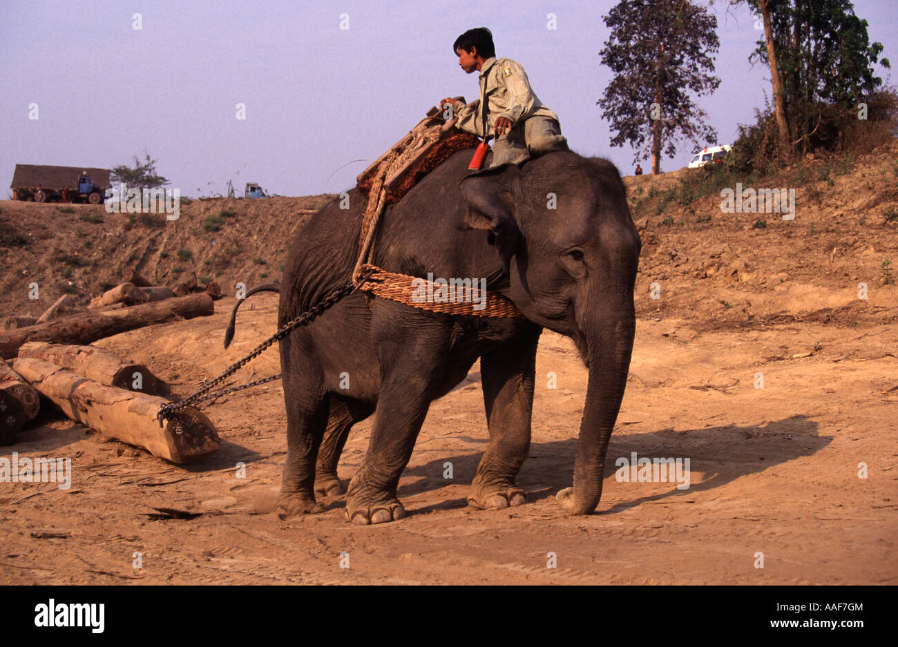 Elephant pushing tree hi-res stock photography and images - Alamy