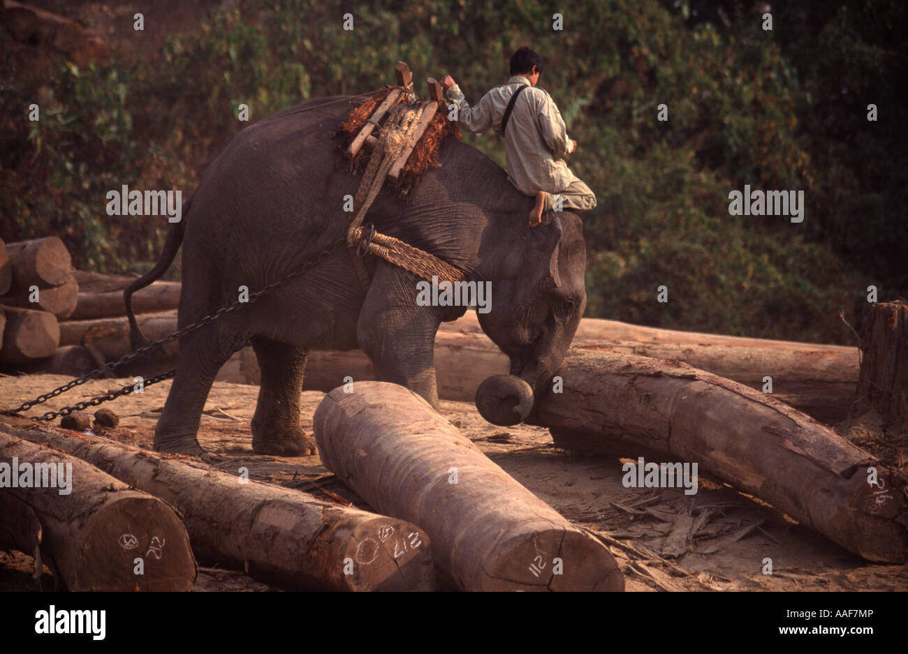 Elephant pushing tree hi-res stock photography and images - Alamy