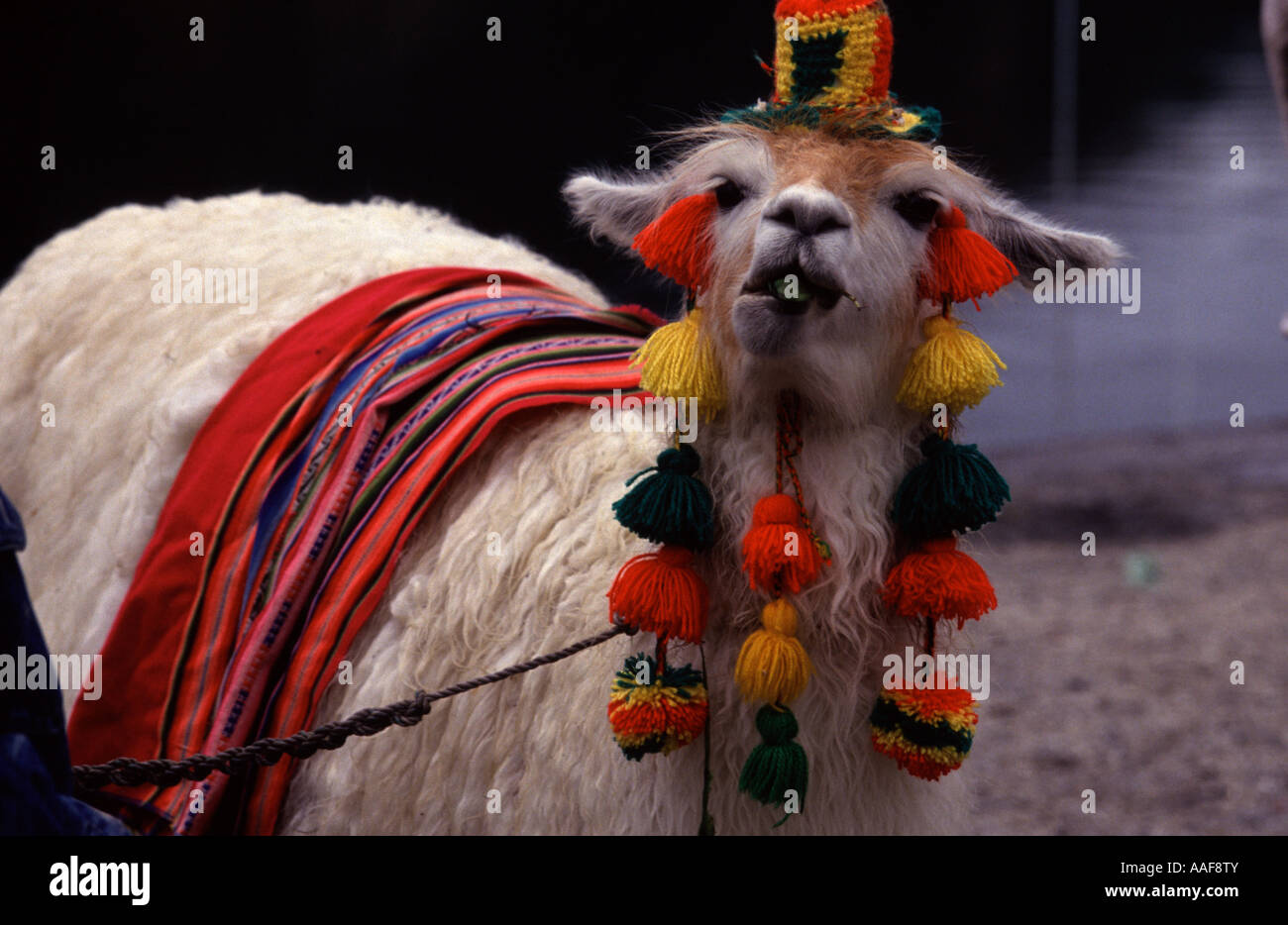 Decorated lama Angelmo Chile Stock Photo - Alamy