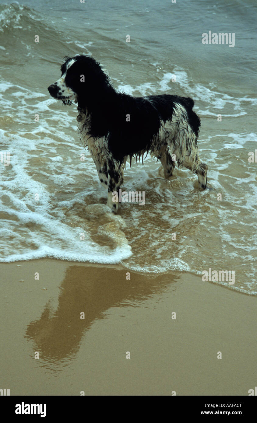 English Springer Spaniel In Sea in the uk Stock Photo - Alamy