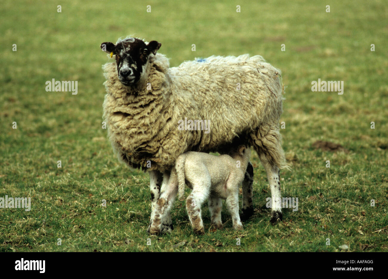 British milk sheep hi-res stock photography and images - Alamy