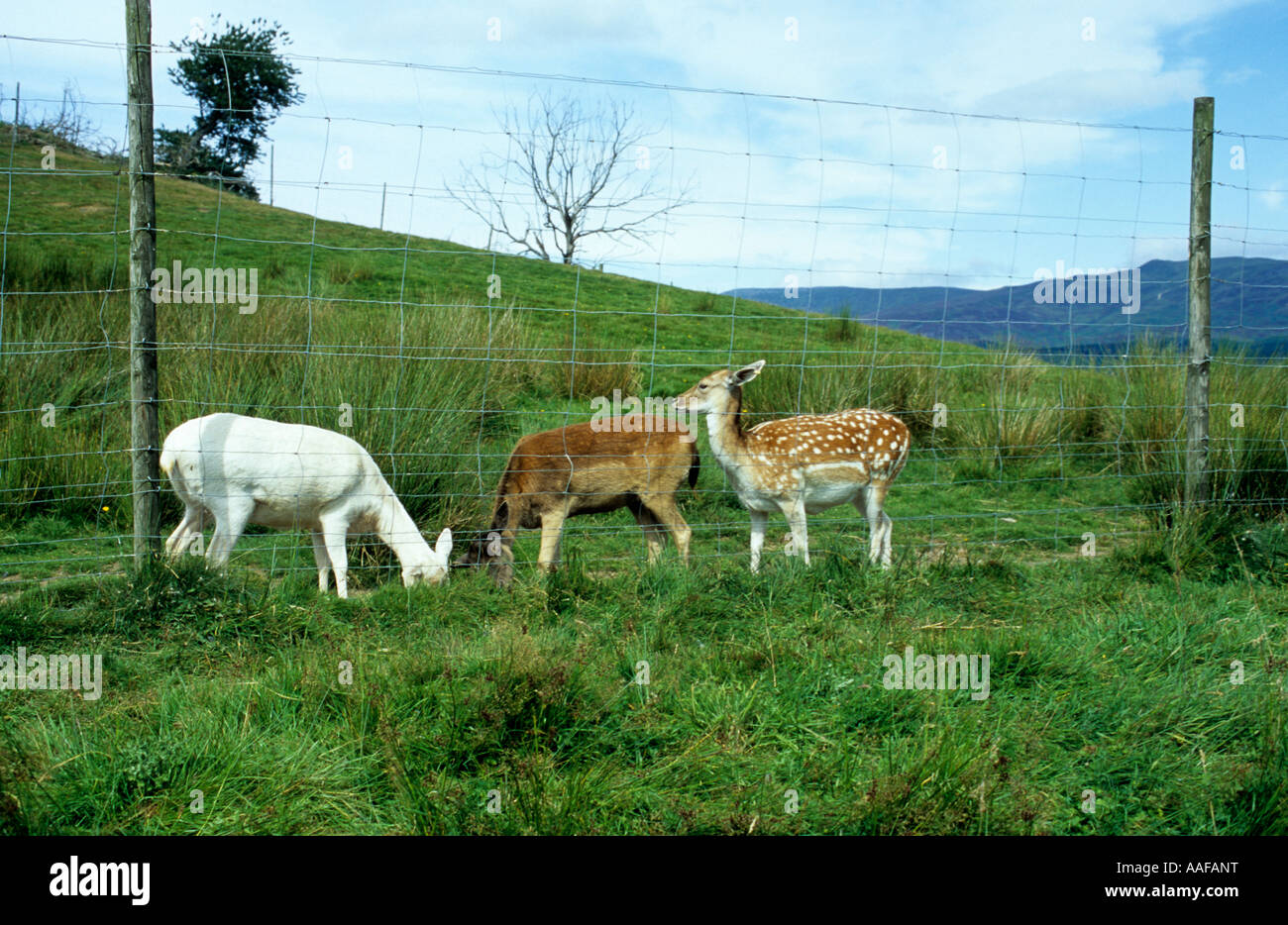 Scotland highlands wildlife hi-res stock photography and images - Alamy