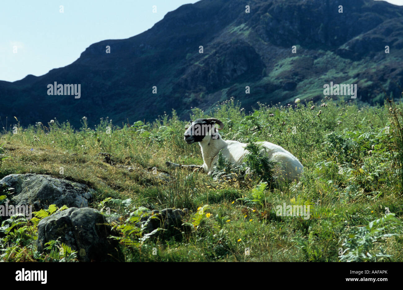 Highland Sheep in Scotland Uk Stock Photo - Alamy
