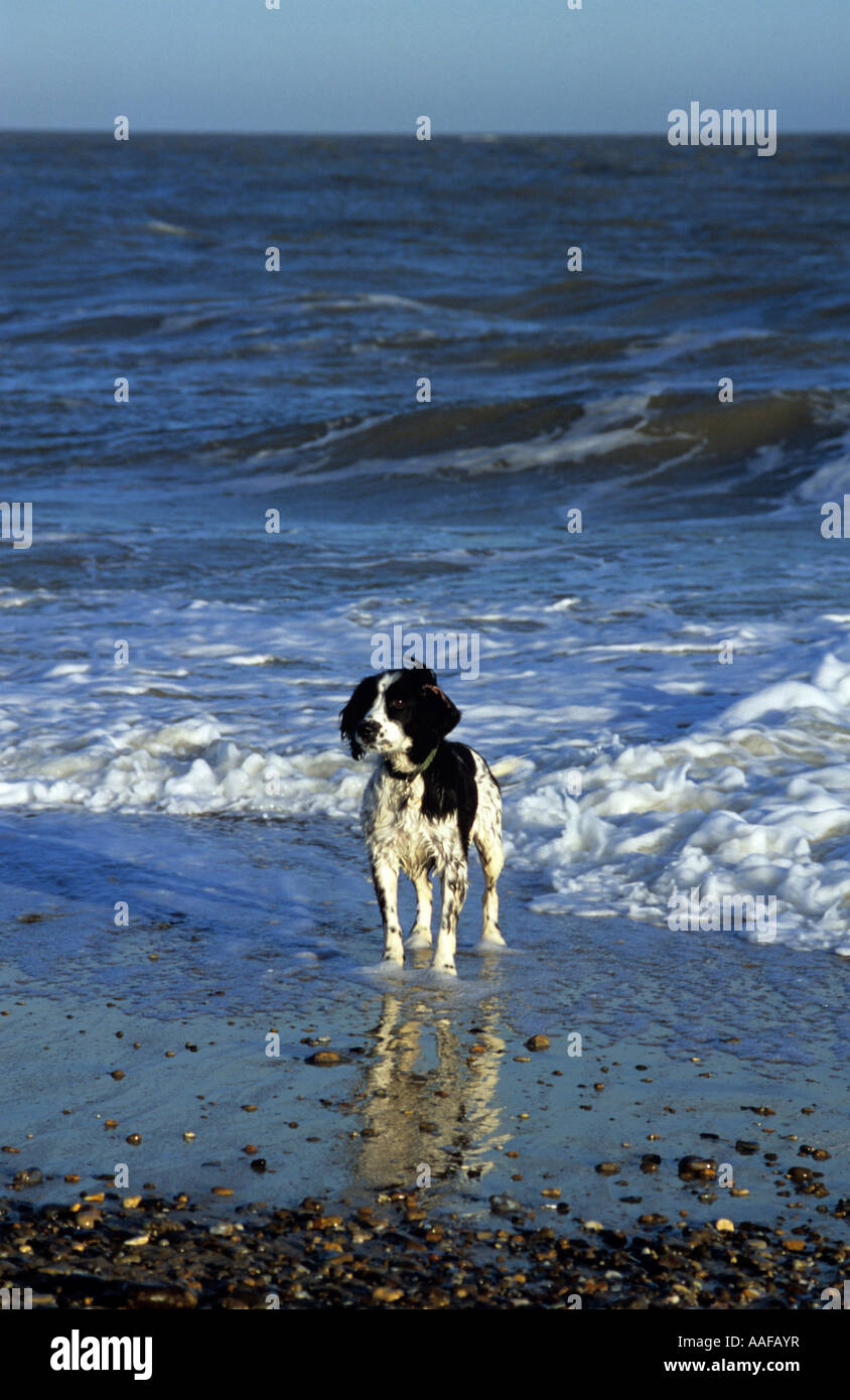 English Springer Spaniel In Sea in Uk Stock Photo - Alamy