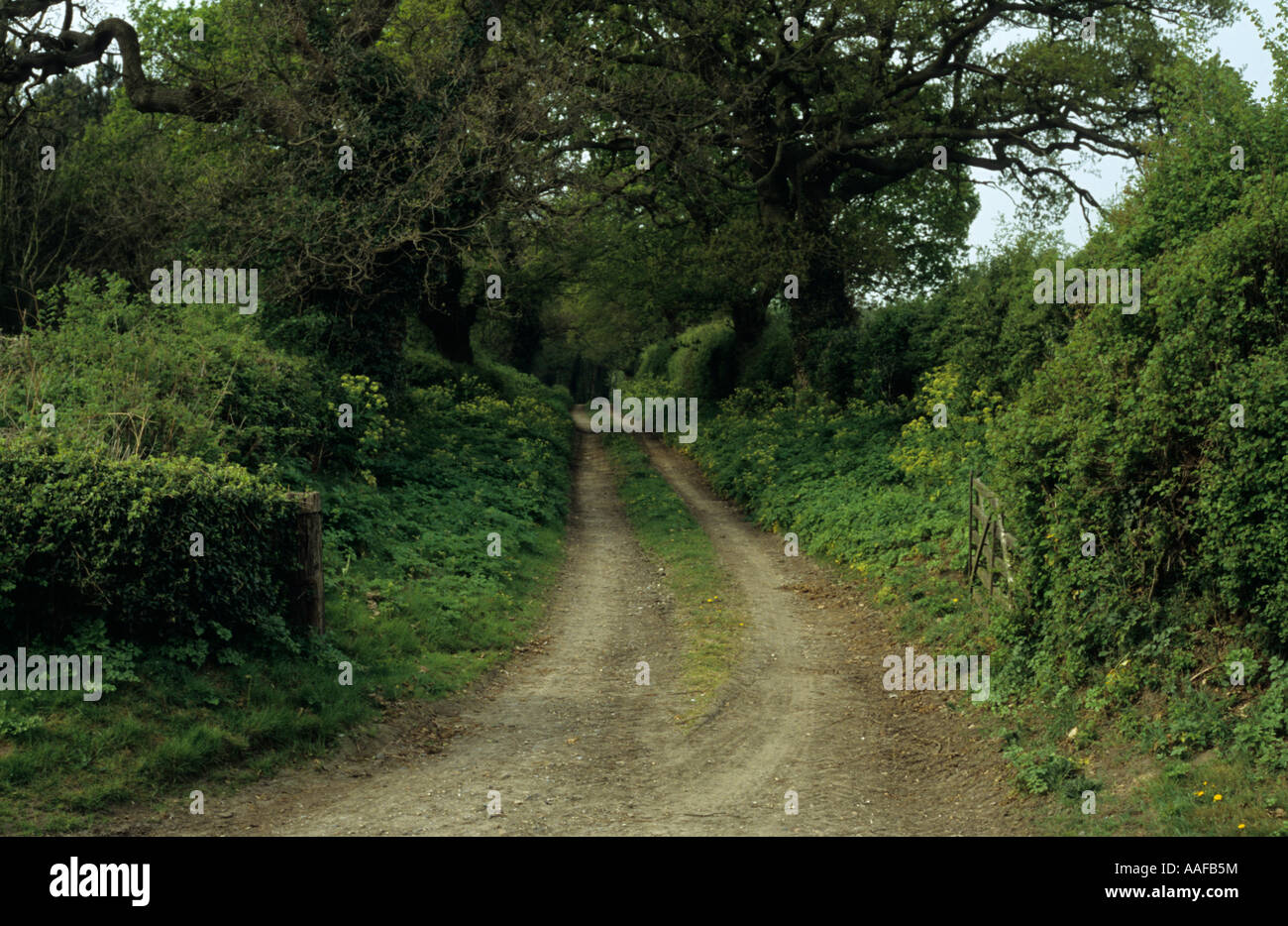 Farm Track On Benacre Estate In Spring in Suffolk Uk Stock Photo - Alamy