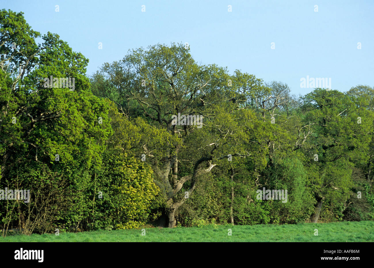 Trees On Benacre Estate In Spring in Suffolk Uk Stock Photo - Alamy