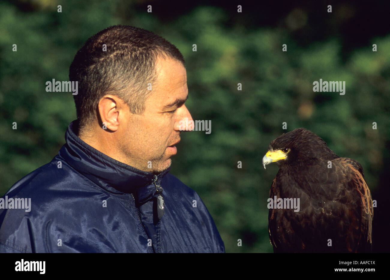 Harris Hawk With Owner in the uk Stock Photo - Alamy