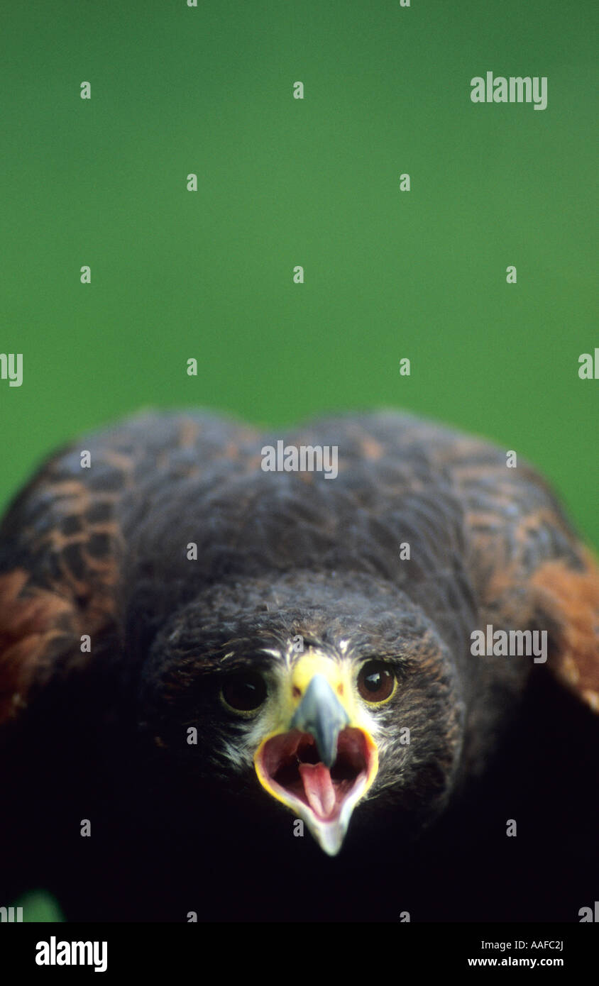 Harris Hawk Close Up in the uk Stock Photo - Alamy