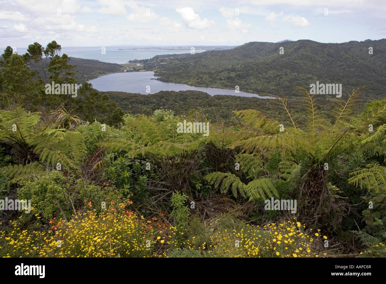 Views of regenerating native forest and distant Manukau harbour Arataki ...