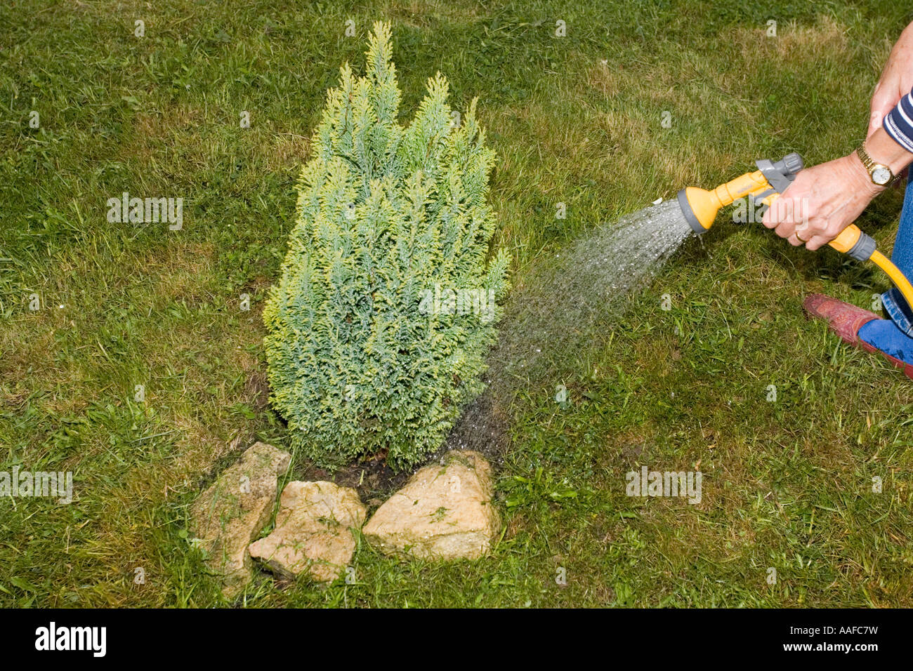 Woman gardener watering small tree using spray head on yellow hosepipe ...