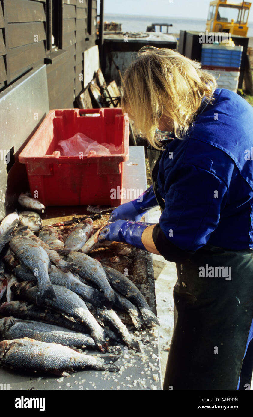 Woman gutting fish hi-res stock photography and images - Alamy