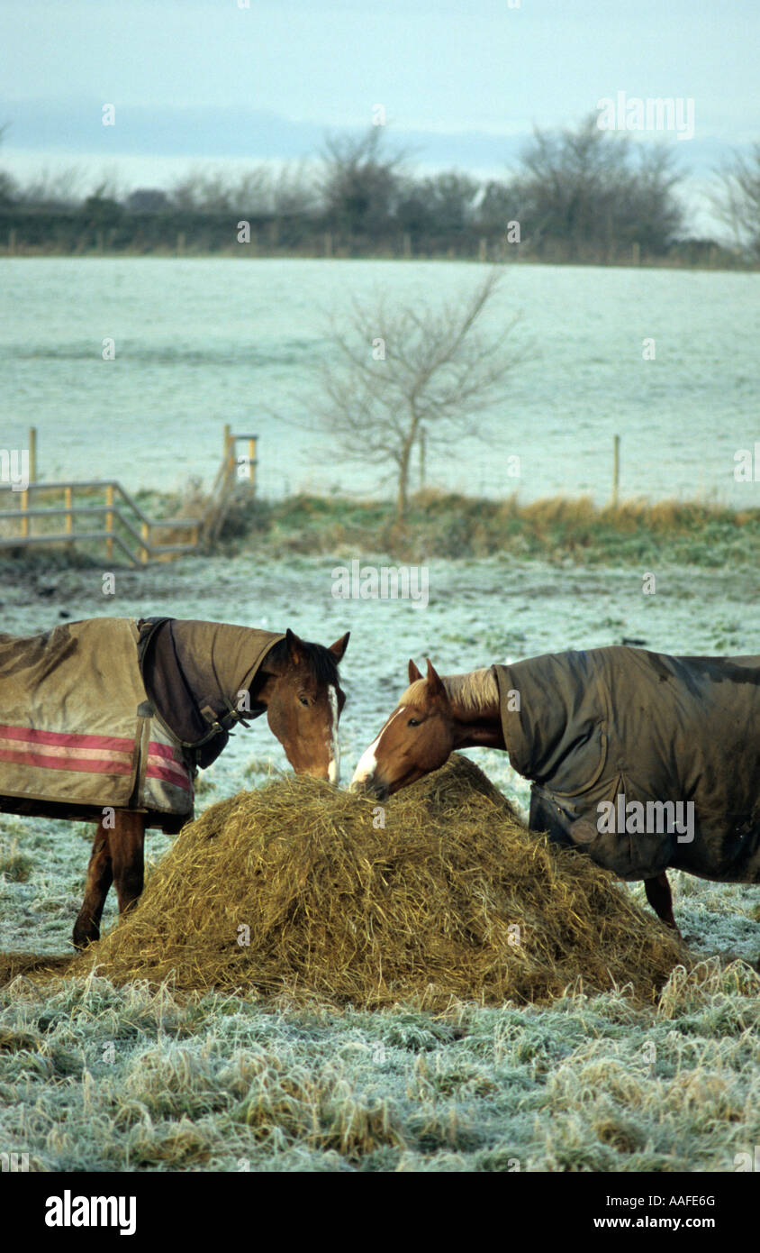 Horses eating hay winter suffolk hi-res stock photography and images ...