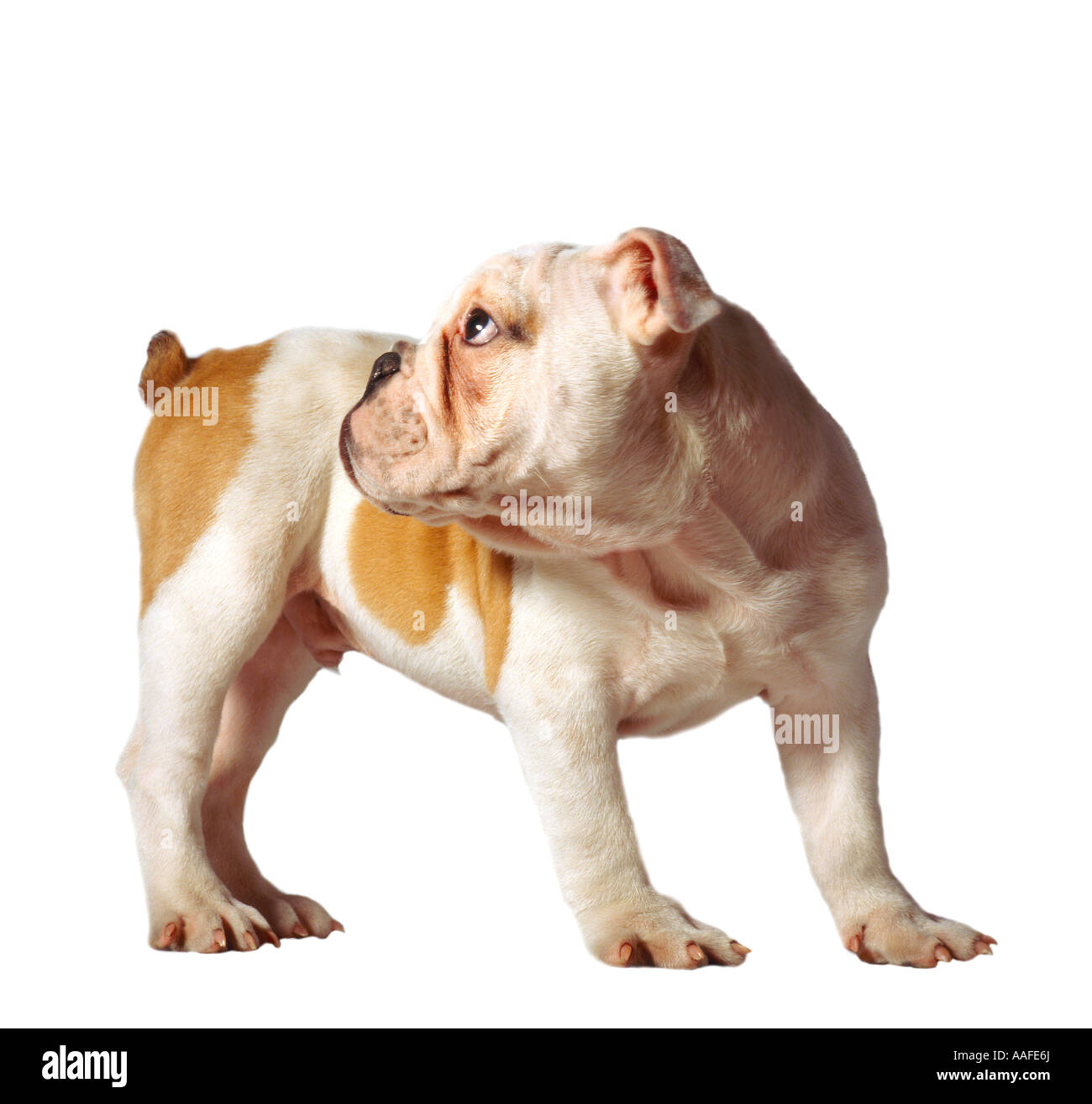 Dog profile studio Cut Out Stock Images & Pictures - Alamy
