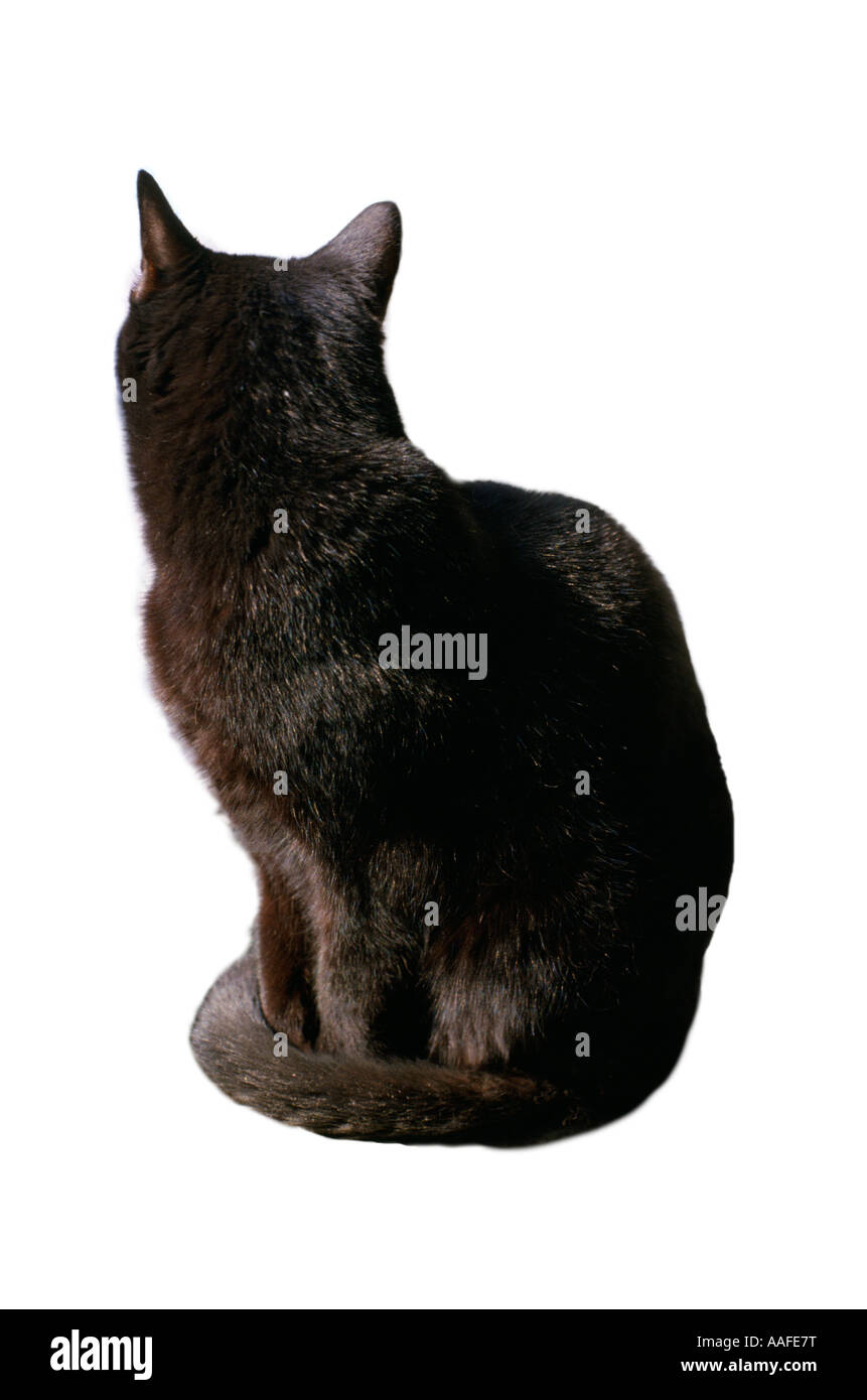 Cat line up Cut Out Stock Images & Pictures - Alamy