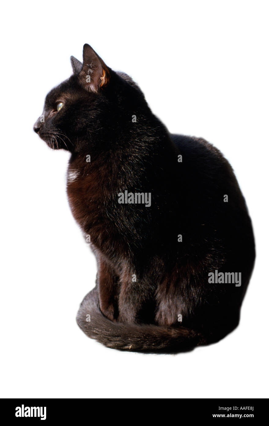Cat line up Cut Out Stock Images & Pictures - Alamy