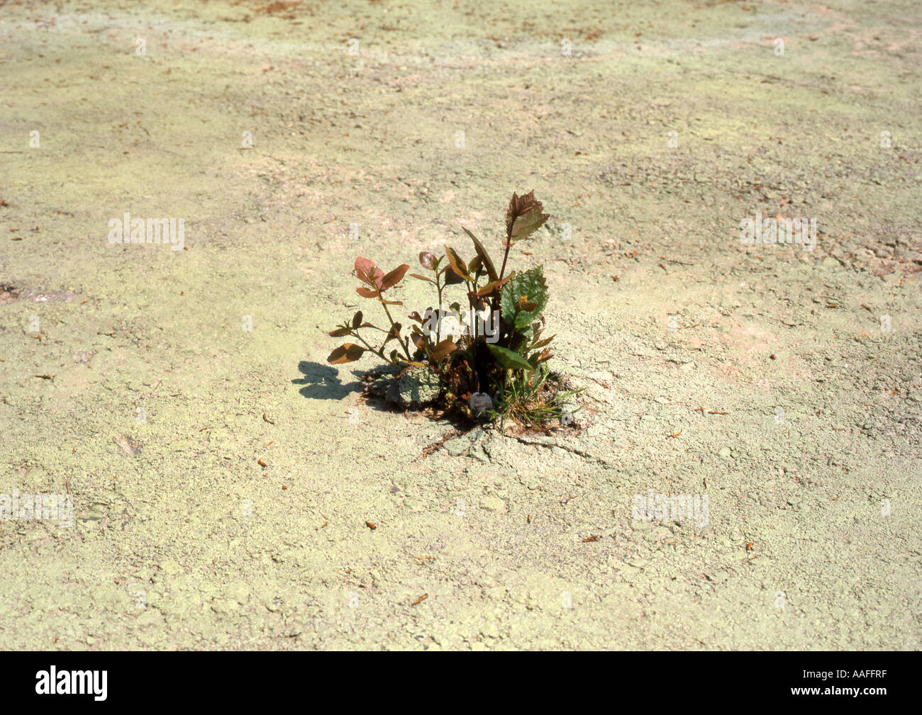 tree growing through road tarmac Stock Photo - Alamy