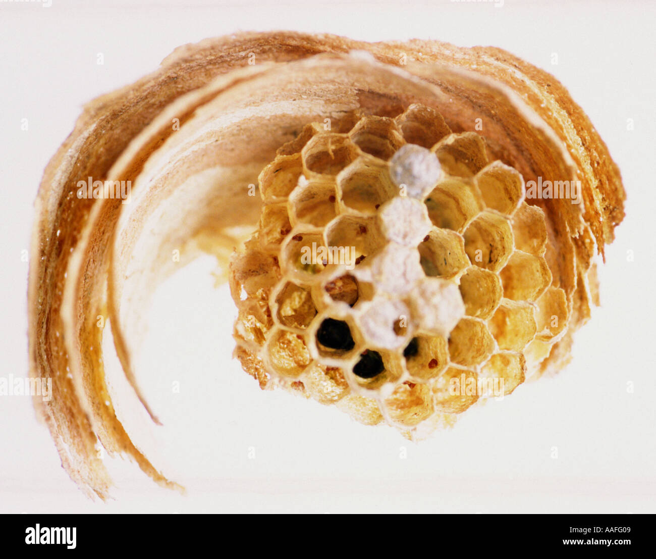 Inside of wasp nest Stock Photo - Alamy