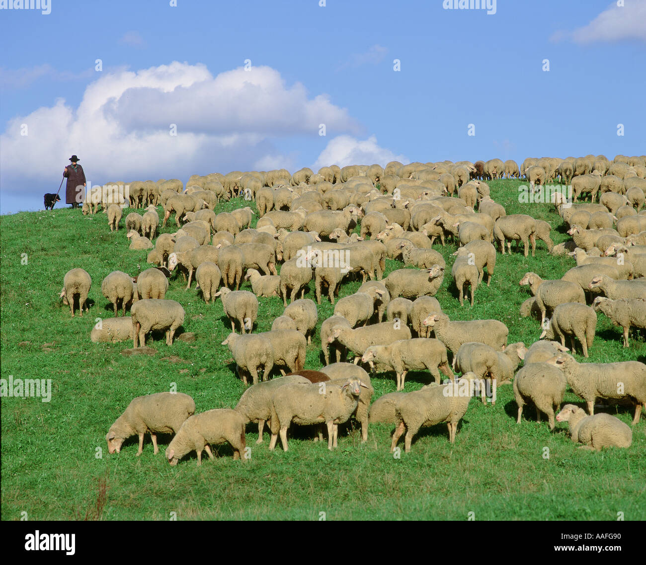shepherd with sheep and dog Stock Photo - Alamy