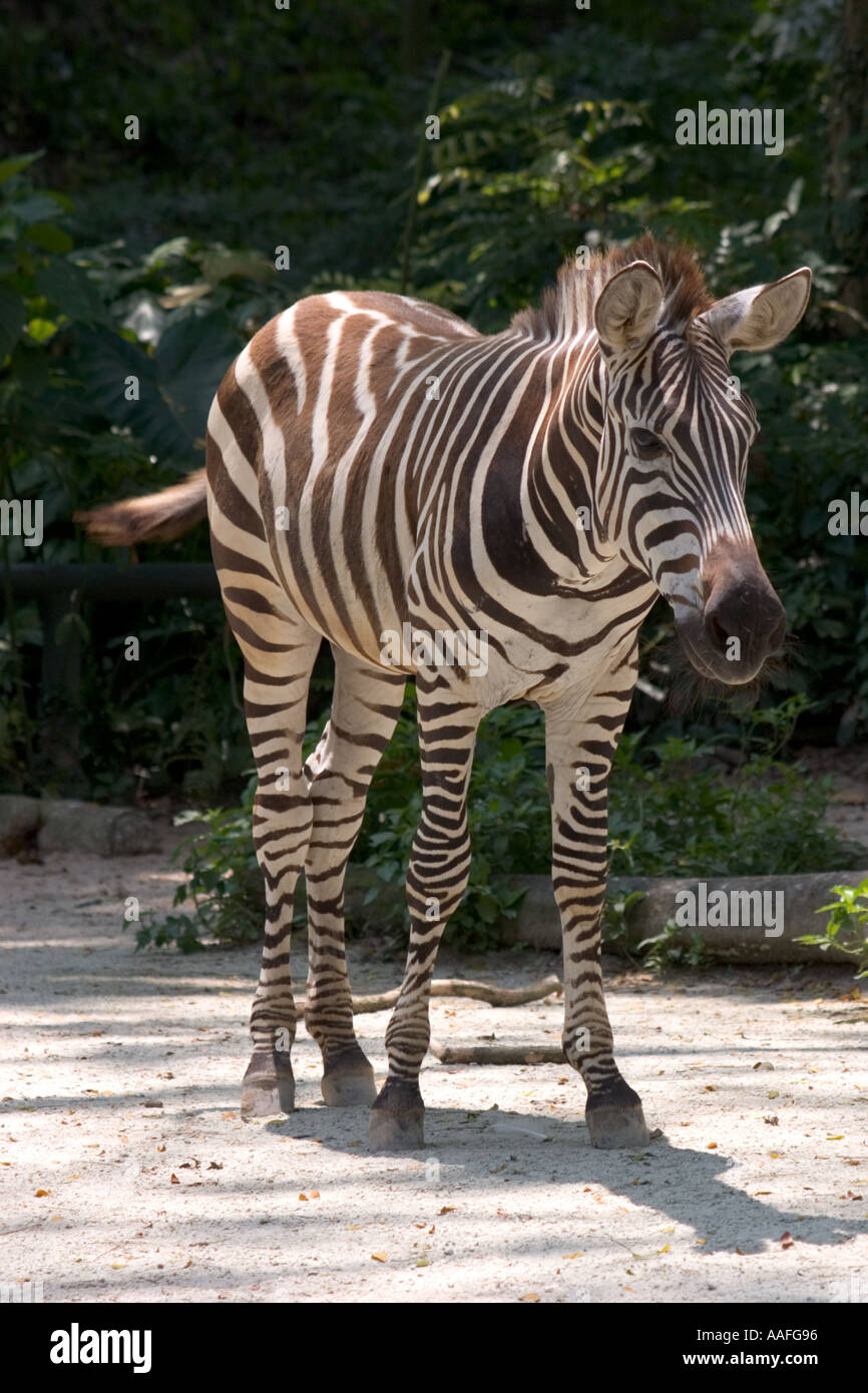 Zebra at Singapore Zoo Stock Photo - Alamy