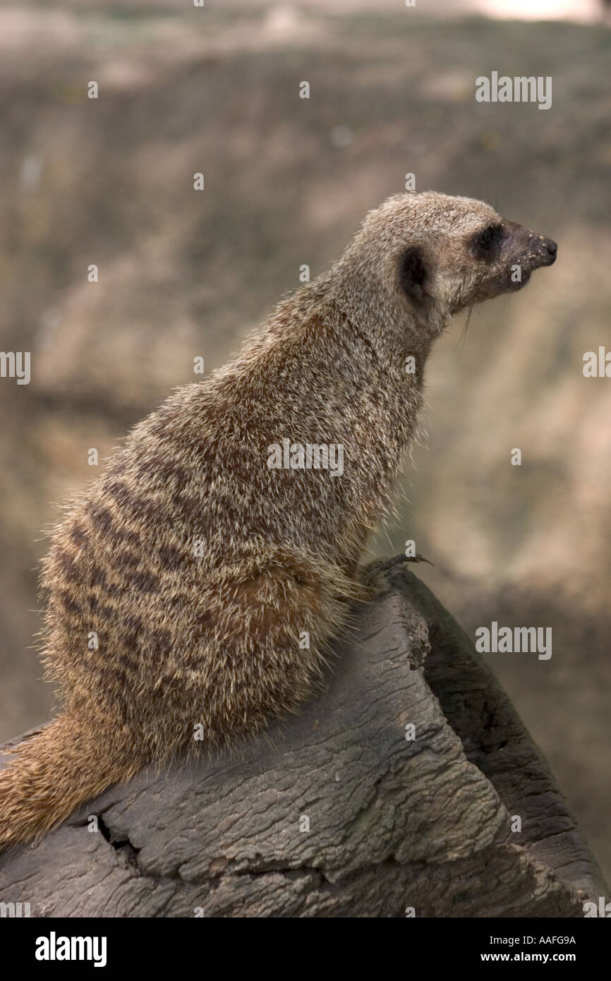 Meerkat at Singapore Zoo Stock Photo - Alamy