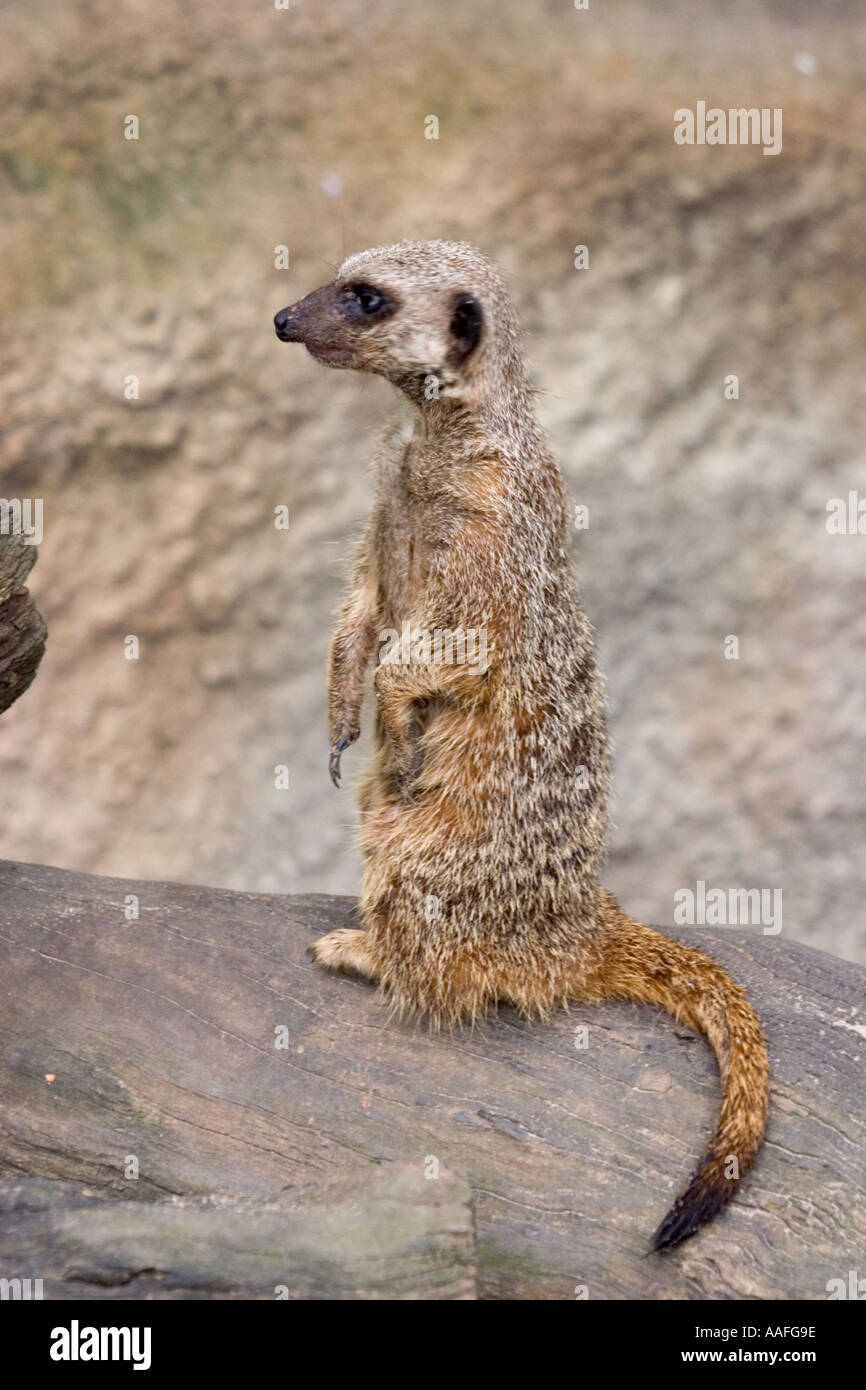 Meerkat singapore zoo hi-res stock photography and images - Alamy