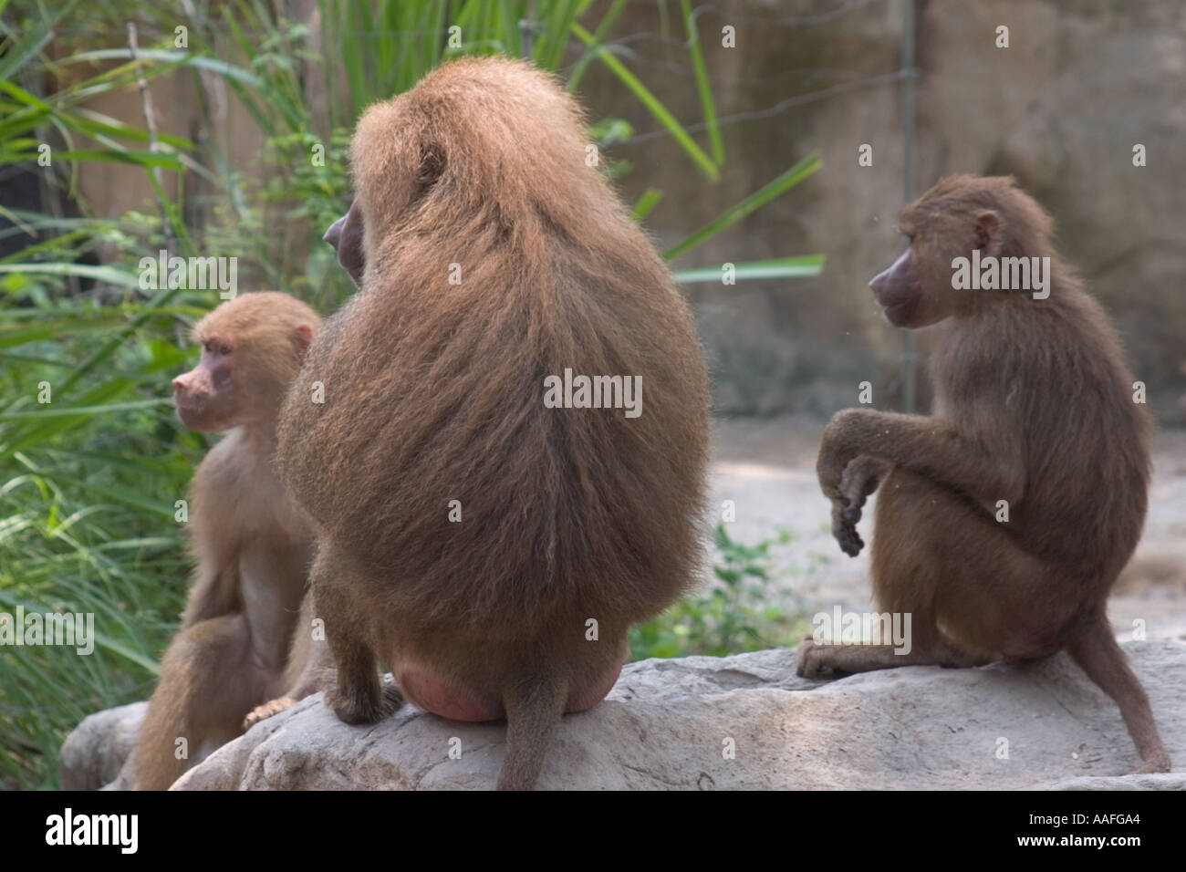 Baboons at Singapore Zoo Stock Photo - Alamy