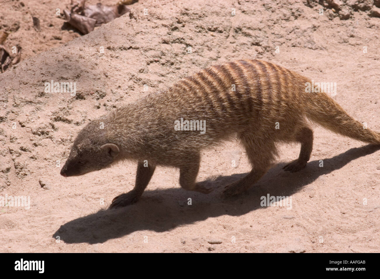 Mongoose at Singapore Zoo Stock Photo - Alamy