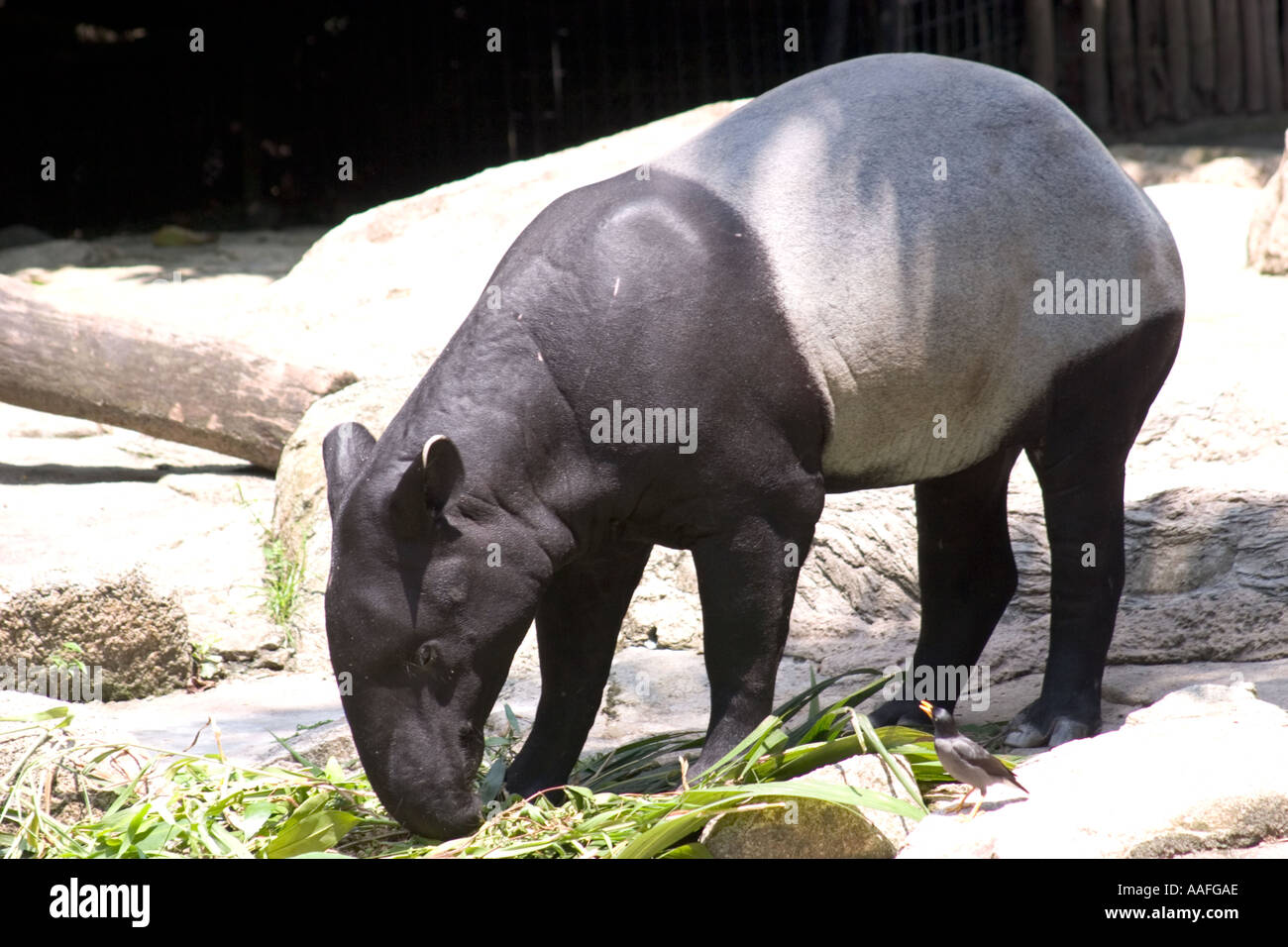 Tapir at Singapore Zoo Stock Photo - Alamy
