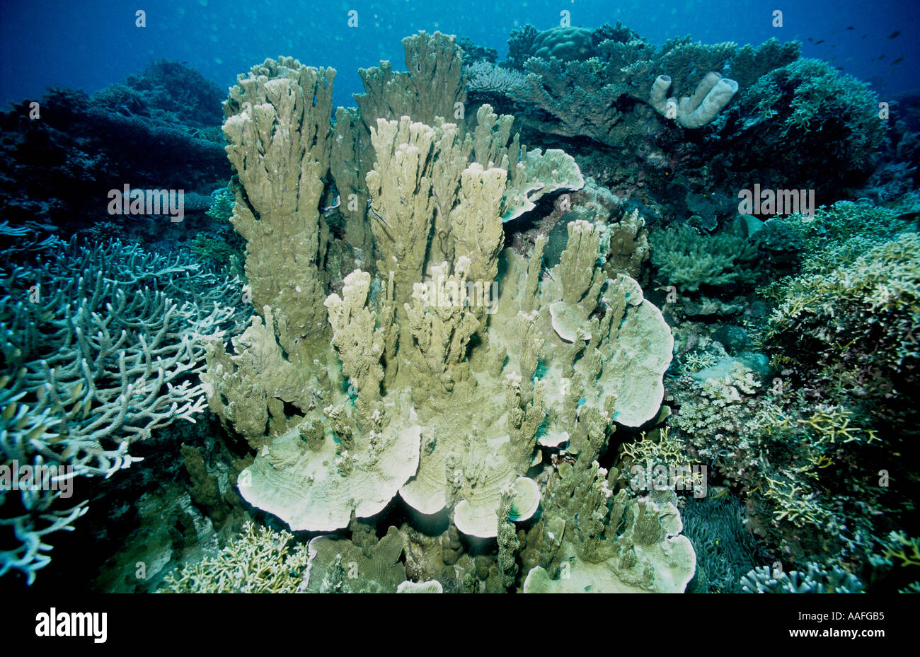 Colony of pectinia alcicornis coral hi-res stock photography and images ...