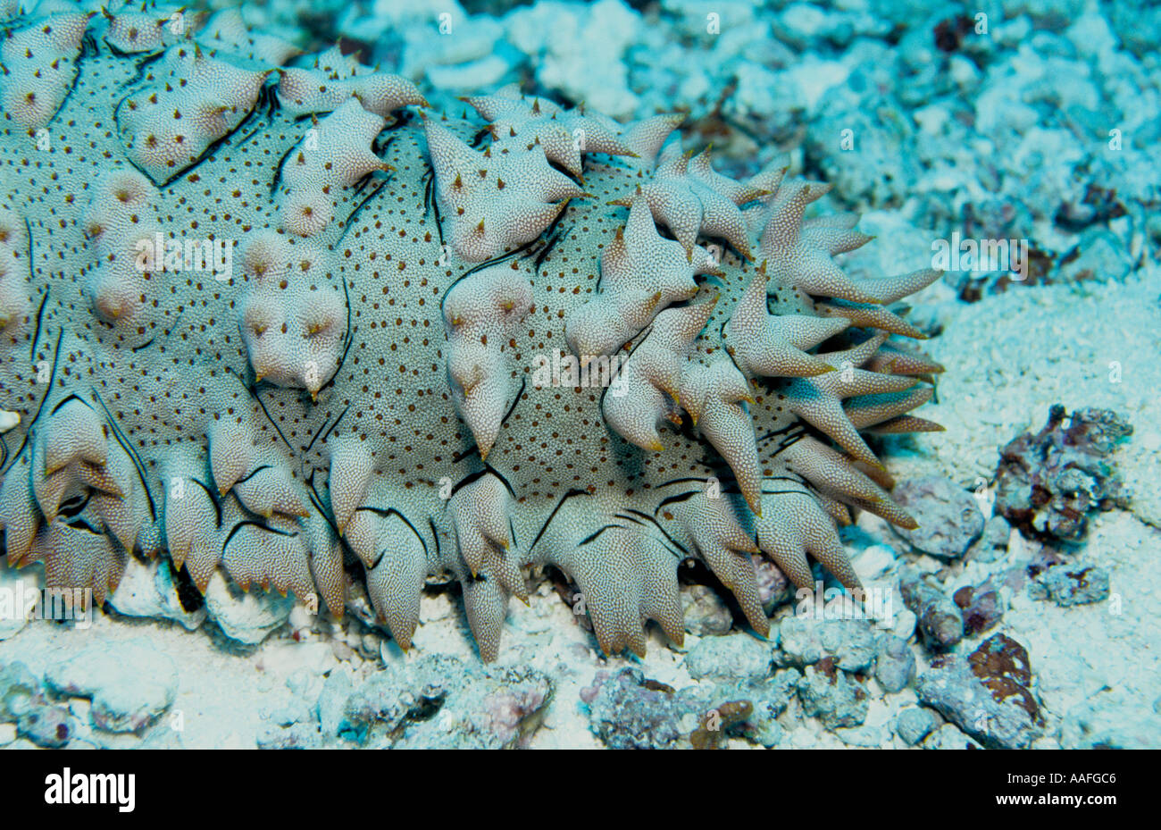 Large sea cucumber Thelenota ananas commonly known as Prickly redfish ...