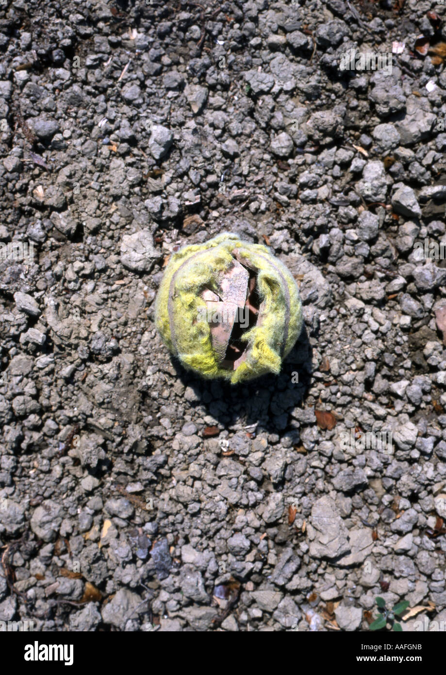 old damaged tennis ball Stock Photo - Alamy