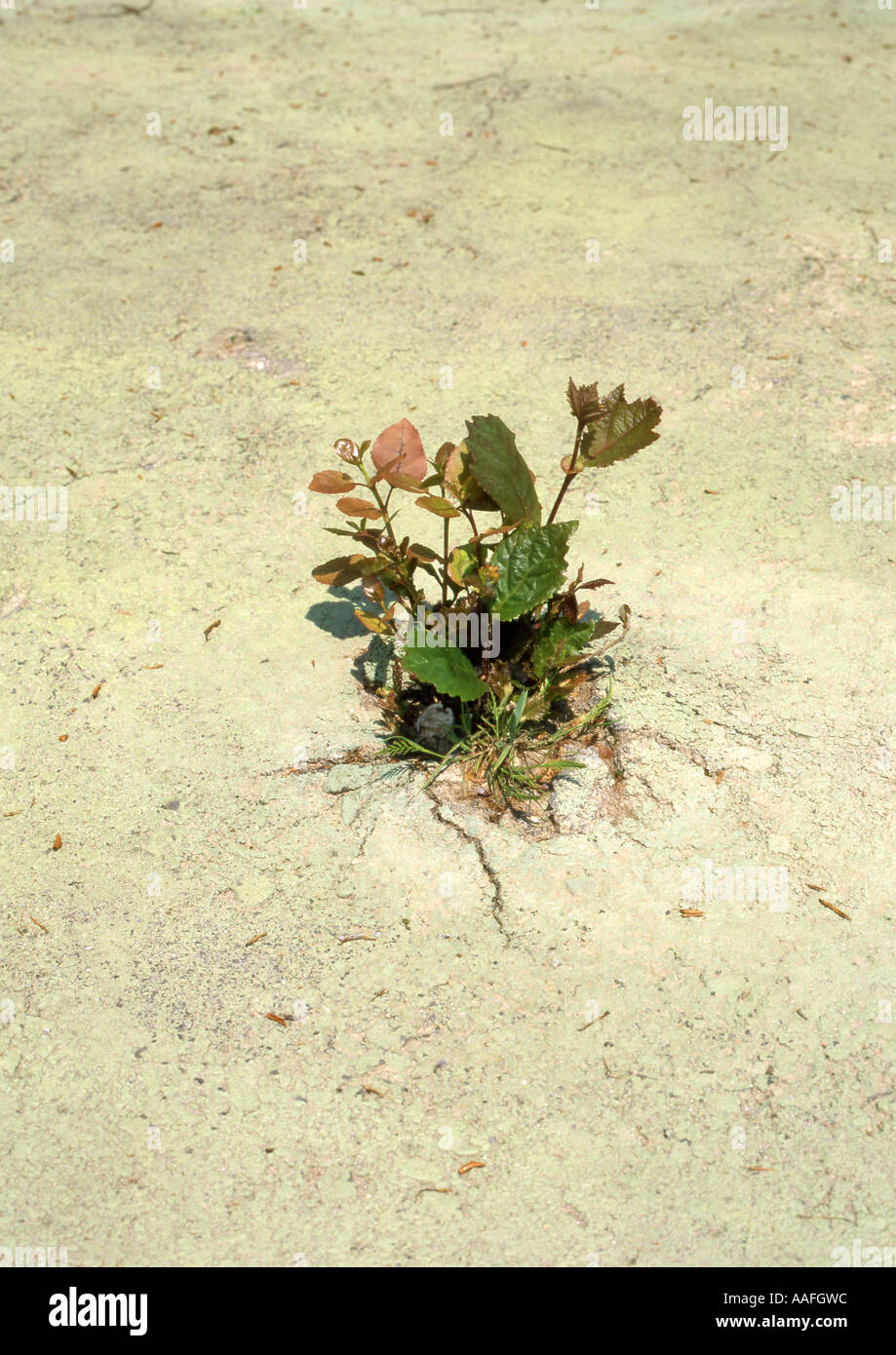tree growing through road tarmac Stock Photo - Alamy
