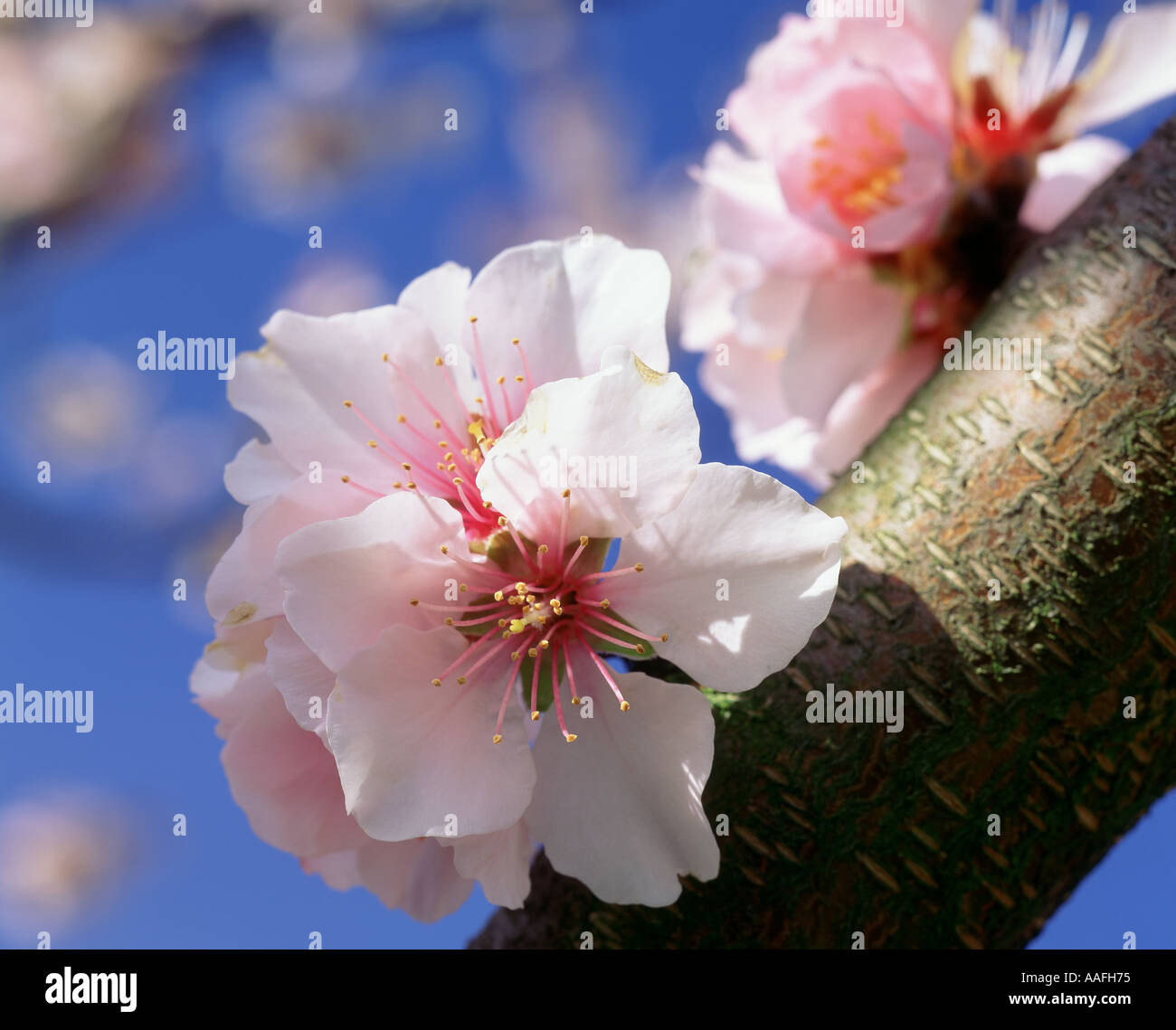 Single cherry blossom branch hi-res stock photography and images - Alamy