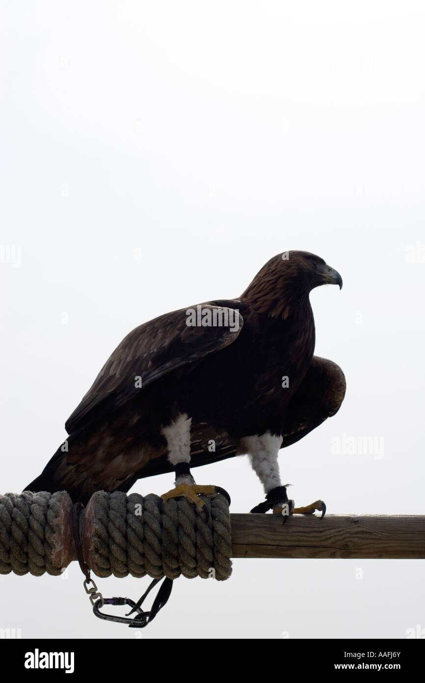 Cruel and unusual punishment hi-res stock photography and images - Alamy