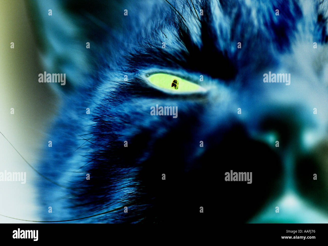 Half face of cat hi-res stock photography and images - Alamy