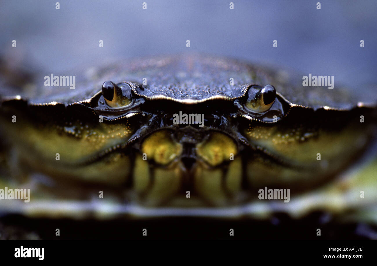 The amazing face of a common shore crab Carcinus maenas Stock Photo - Alamy