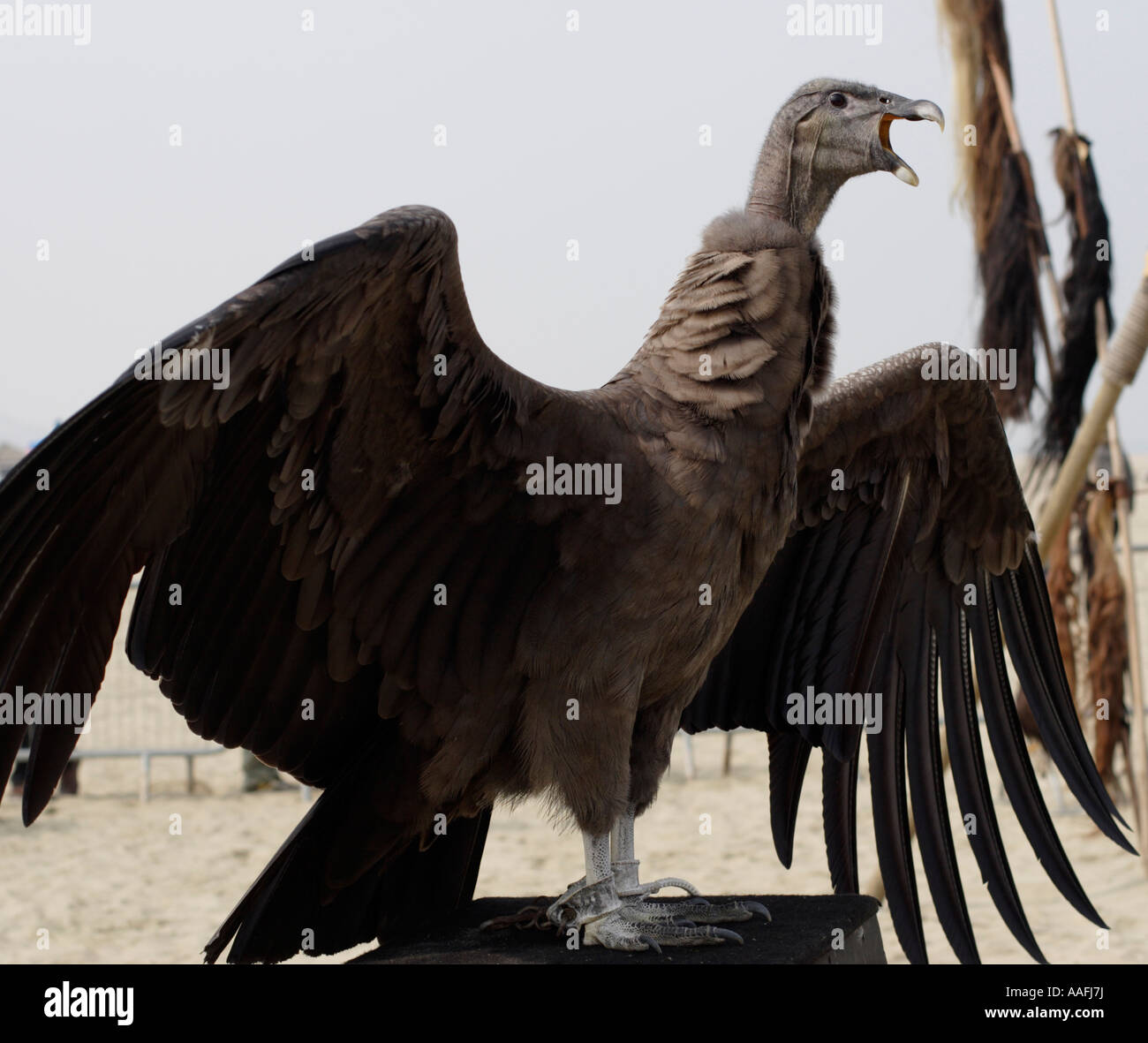 Captive Great Condor teathered in display on Deauville beach Normandy ...
