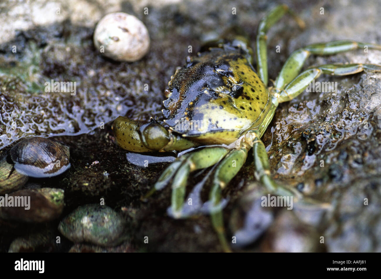 Rock pool crab hi-res stock photography and images - Alamy