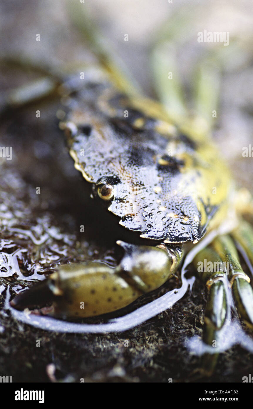 Common Shore Crab High Resolution Stock Photography and Images - Alamy