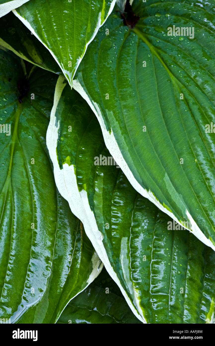 Detail of hosta leaves in an English garden Stock Photo - Alamy
