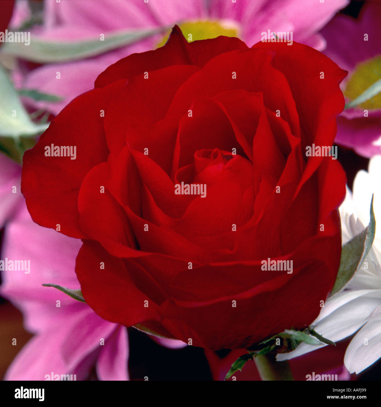 Single red rose in a mixed bouquet Stock Photo - Alamy
