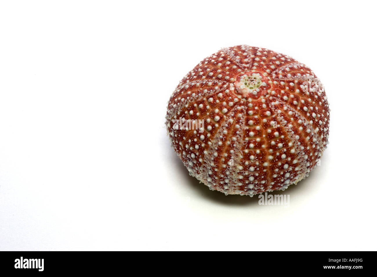 The white sea Cut Out Stock Images & Pictures - Alamy